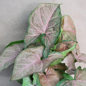 Syngonium Pink, Neon Robusta Live Rare Indoor Houseplants in 3 Inch Pot ...
