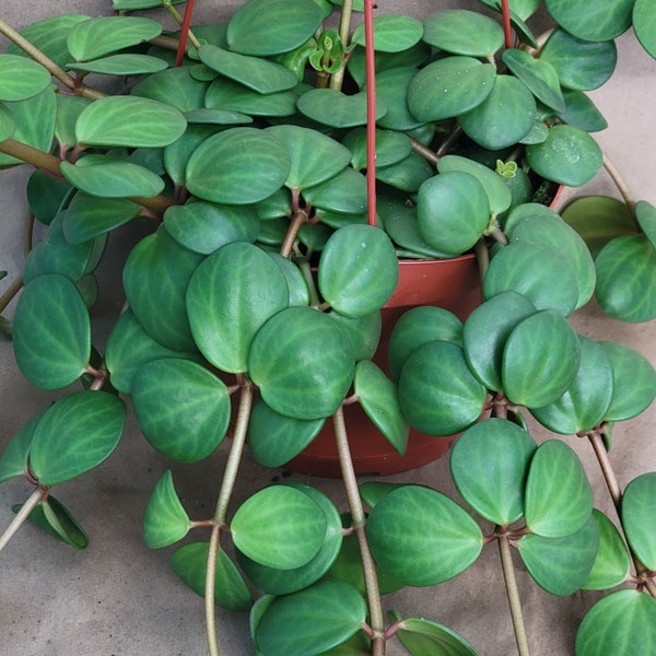 Peperomia Hope Plant - Etsy