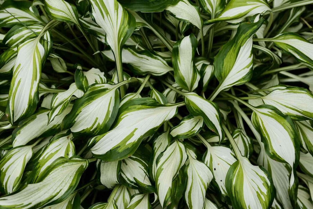 Hosta Fireworks, Plantain Lily Live Rare Indoor Houseplants in 3 Inch ...