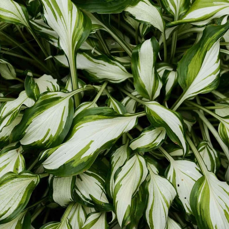 White Feather Hosta - Etsy