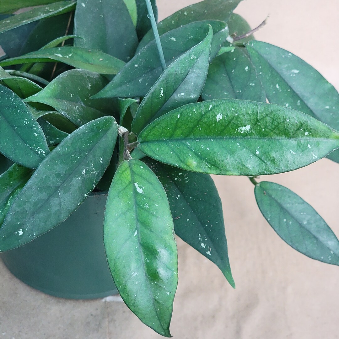 Hoya Fungii ‘splash’ – Rare Climbing Hoya With Silver-splashed Leaves ...