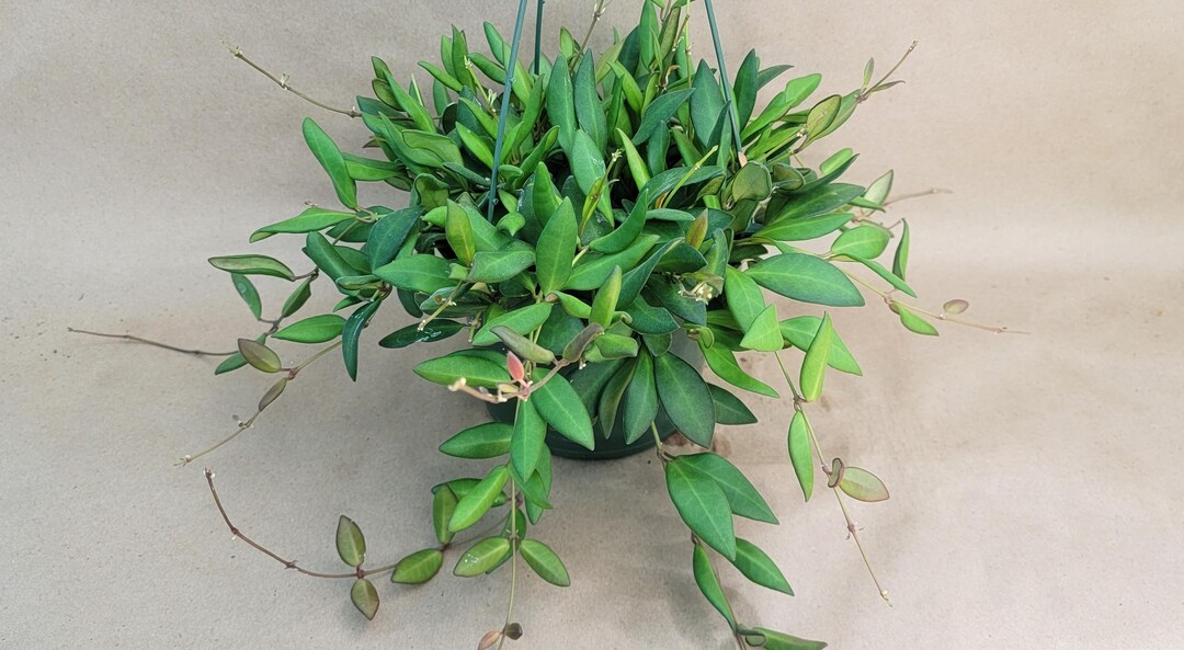 Hoya Aff. Burtoniae, Hoya DS-70 Plant Live Rare Indoor Houseplants in 3 ...