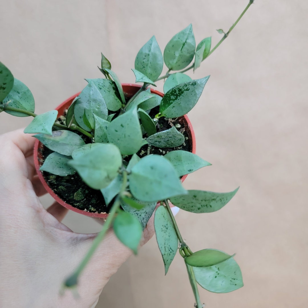 Hoya Krohniana Eskimo SILVER MINT Plant Live Rare Indoor Houseplants in ...