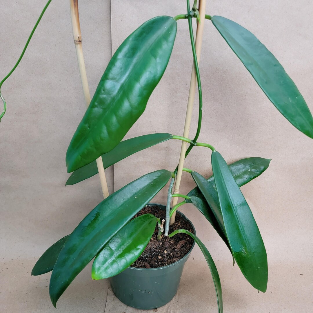Hoya Meliflua Ssp. Fraterna Plant Live Rare Indoor Houseplants in 6 ...