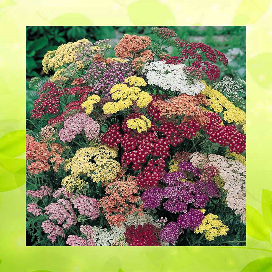 Achillea Millefolium Summer Berries Seeds, Summer Berries Yarrow Seeds ...