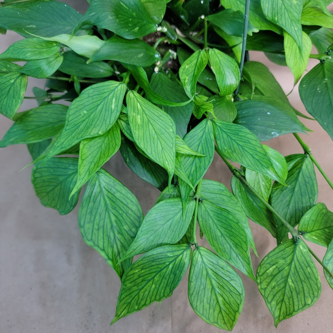 Rare Fishtail Hoya Polyneura: Veined Trailing Houseplant in 4-inch Pot ...
