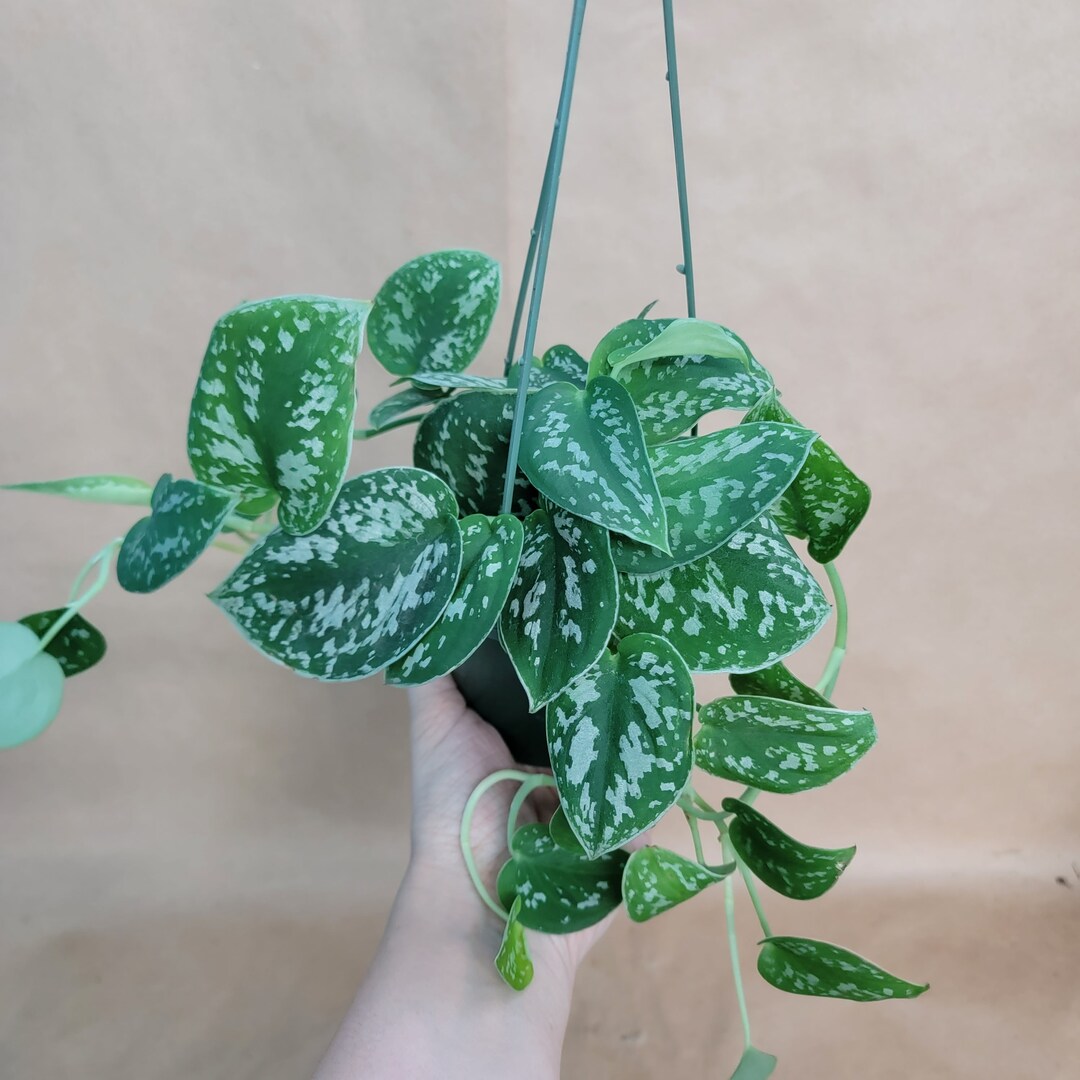 Scindapsus Pictus ,satin Pothos Live Rare Indoor Houseplants in 4 Inch ...
