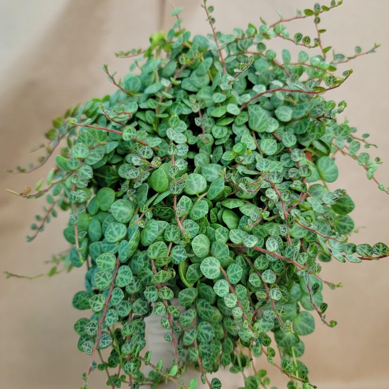 String of Turtles - Etsy