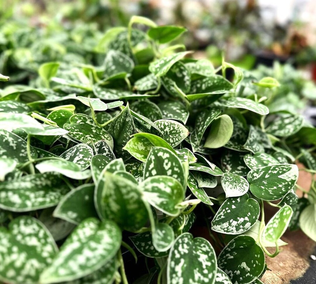 Scindapsus Pictus ,satin Pothos Live Rare Indoor Houseplants in 3 Inch ...