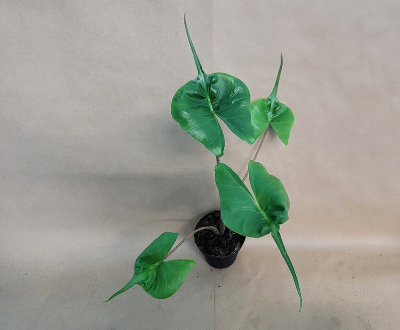 Alocasia Macrorrhiza Stingray Plant Live Rare Indoor Houseplants - Etsy