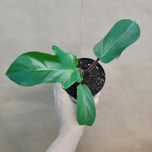 Philodendron Squamiferum - Etsy