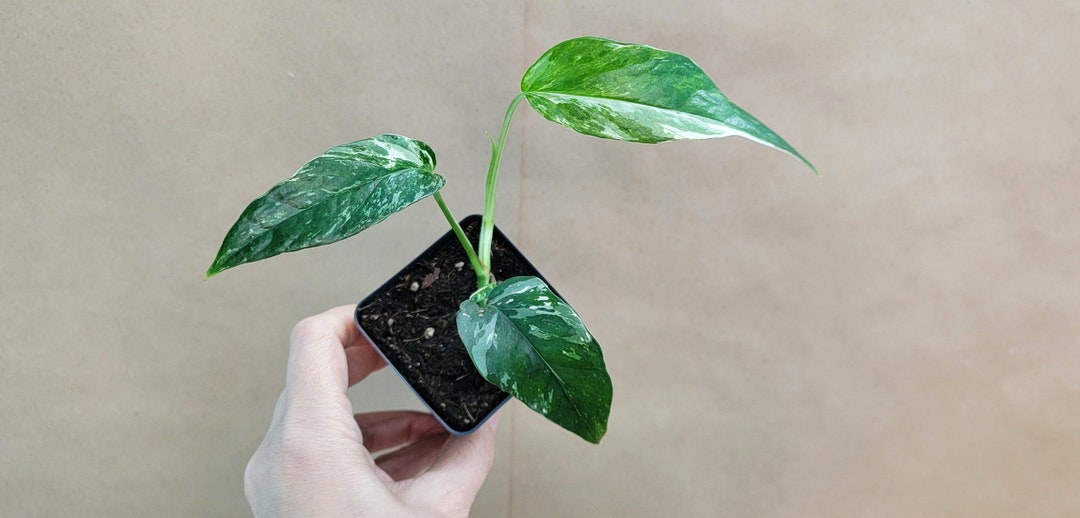 Pothos Variegated Albo,epipremnum Pinnatum Variegata Live Rare Indoor ...