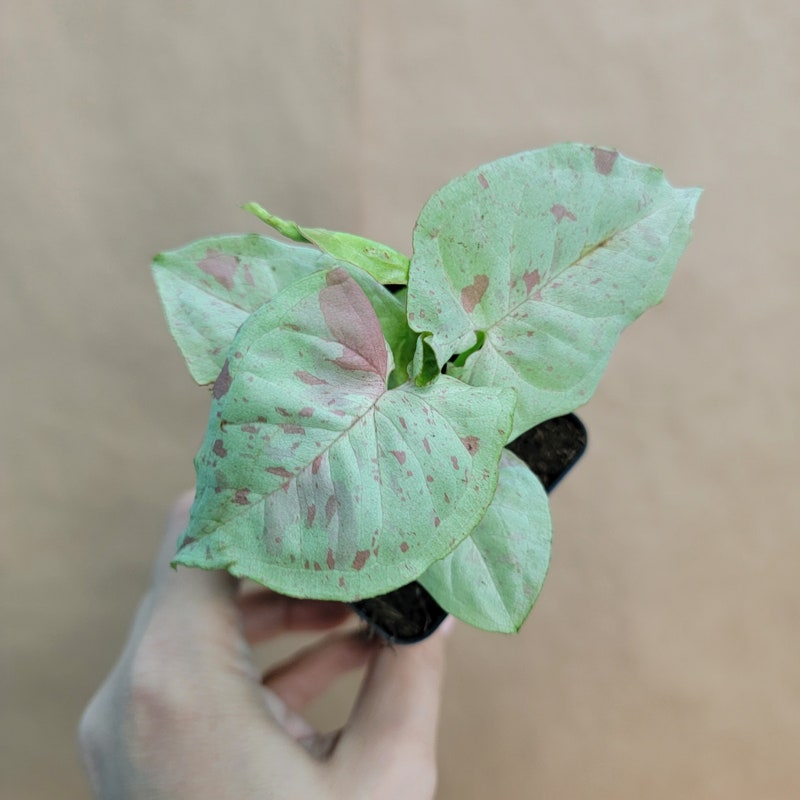 Rare Syngonium - Etsy