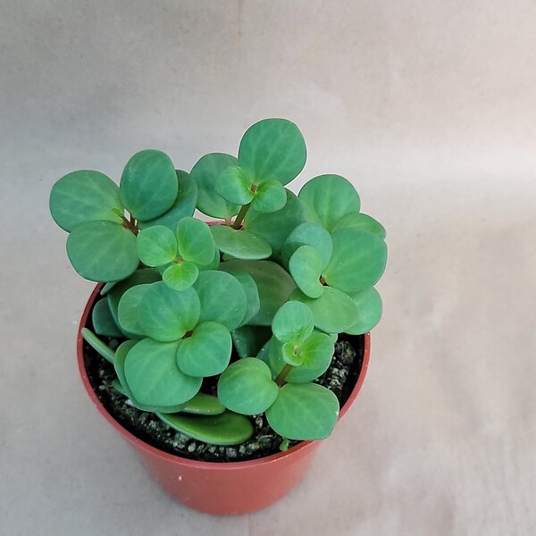 Peperomia Hope Plant - Etsy