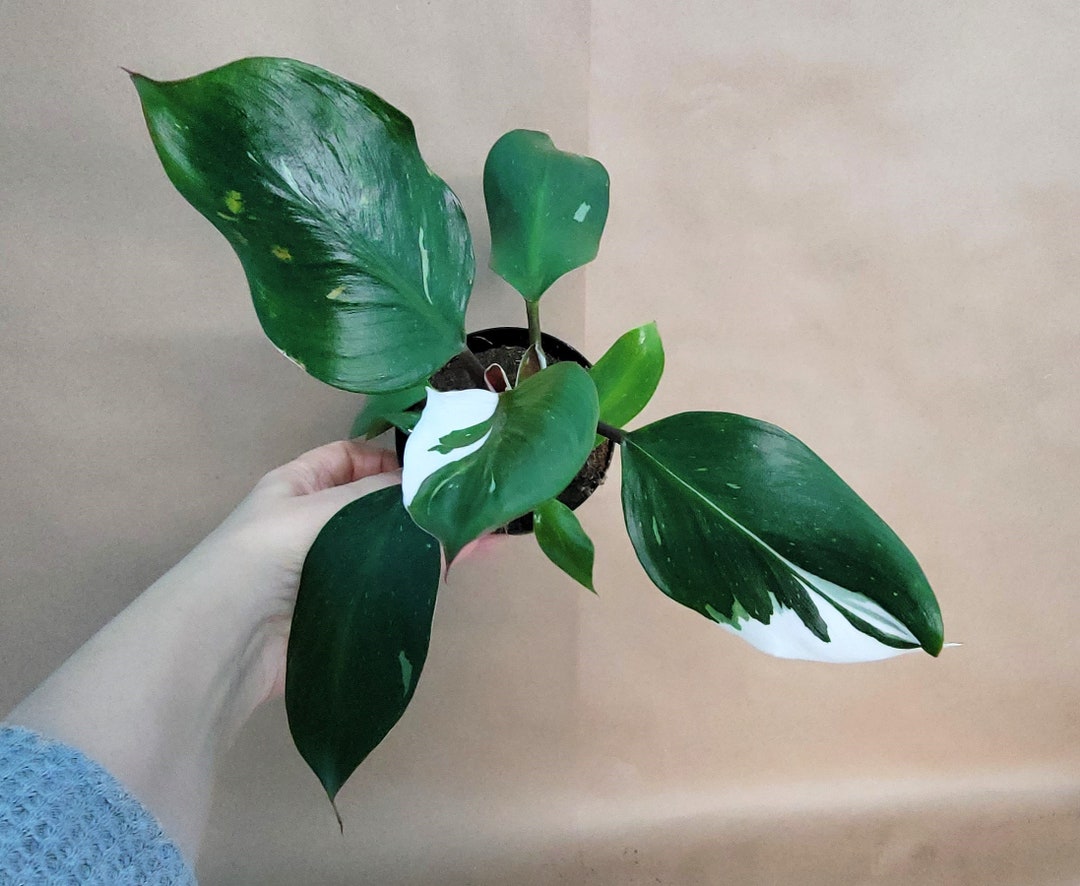 Philodendron White Knight in 4 Inch Pot – Rare Variegated Aroid ...