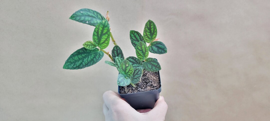 Polynesian Ivy,pellionia Pulchra Live Rare Indoor Houseplants in 3 Inch ...