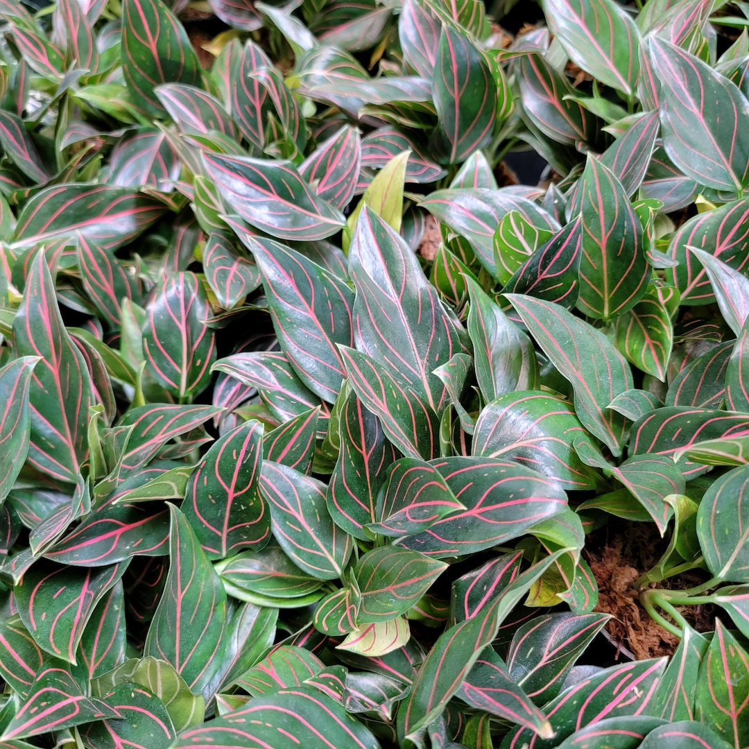 Aglaonema Rotundum Tiger: Rare Red Vein Houseplant - Etsy