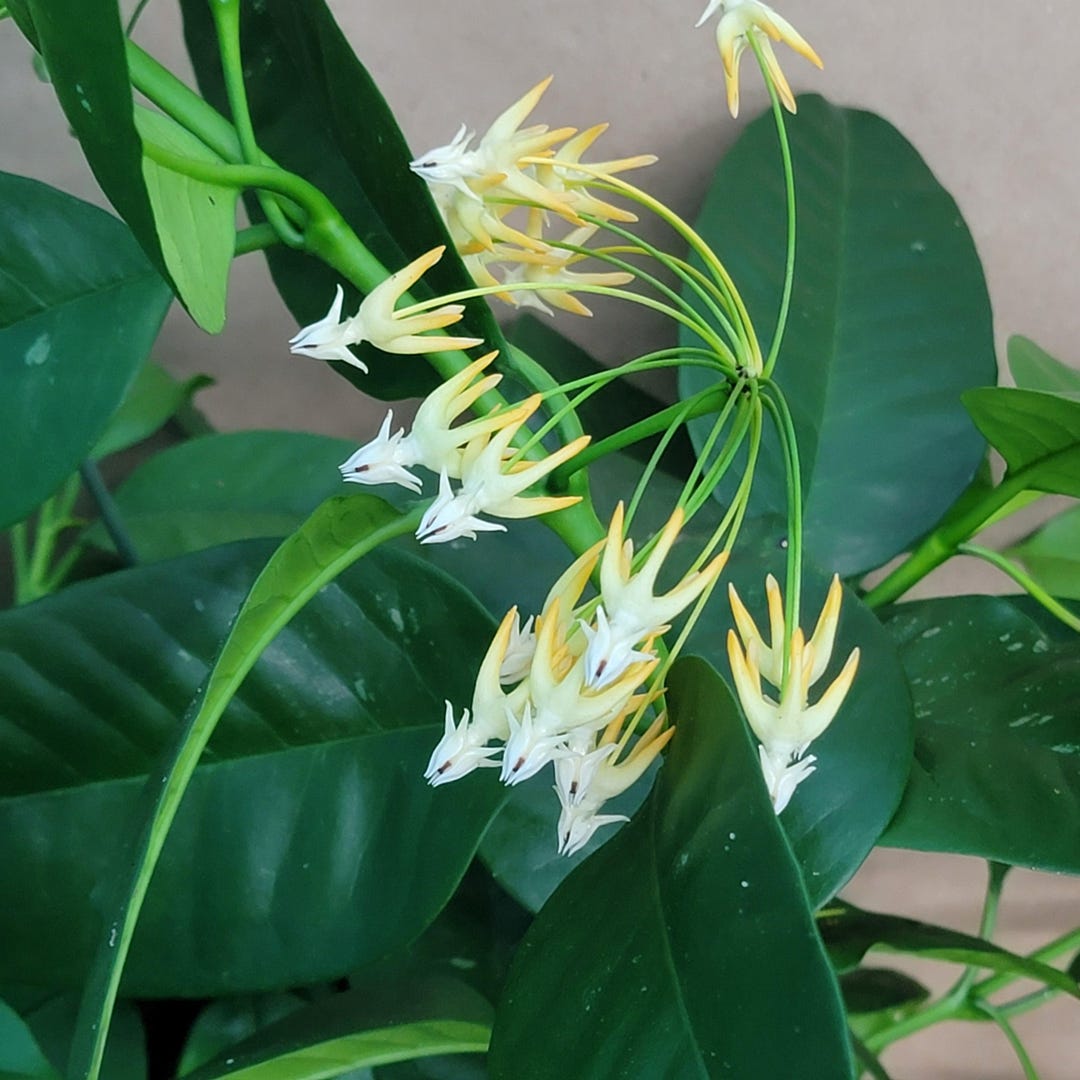 Hoya Multiflora Shooting Star Plant Live Rare Indoor Houseplants - Etsy