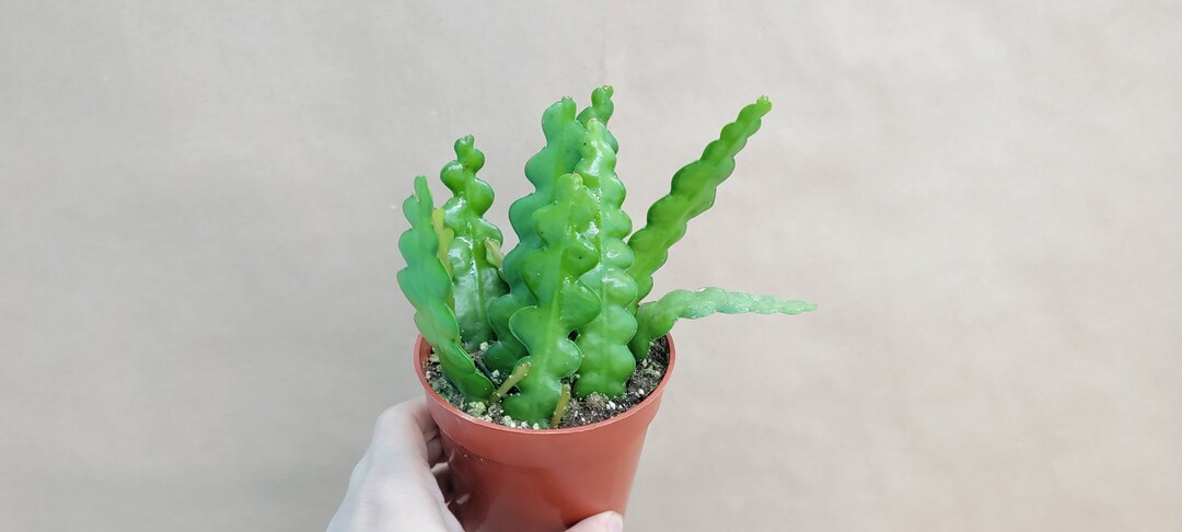 Rare Fishbone Zig Zag Cactus Plant Live Rare Indoor Houseplants in 4 ...