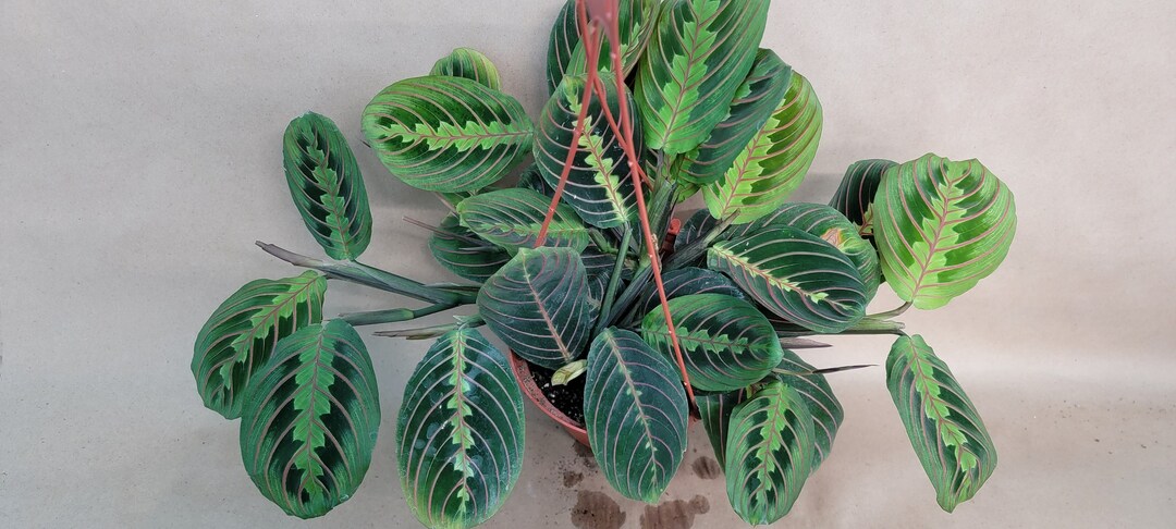 Maranta Leuconeura, Hot Pink Prayer, Maranta Red Plant Live Rare Indoor ...