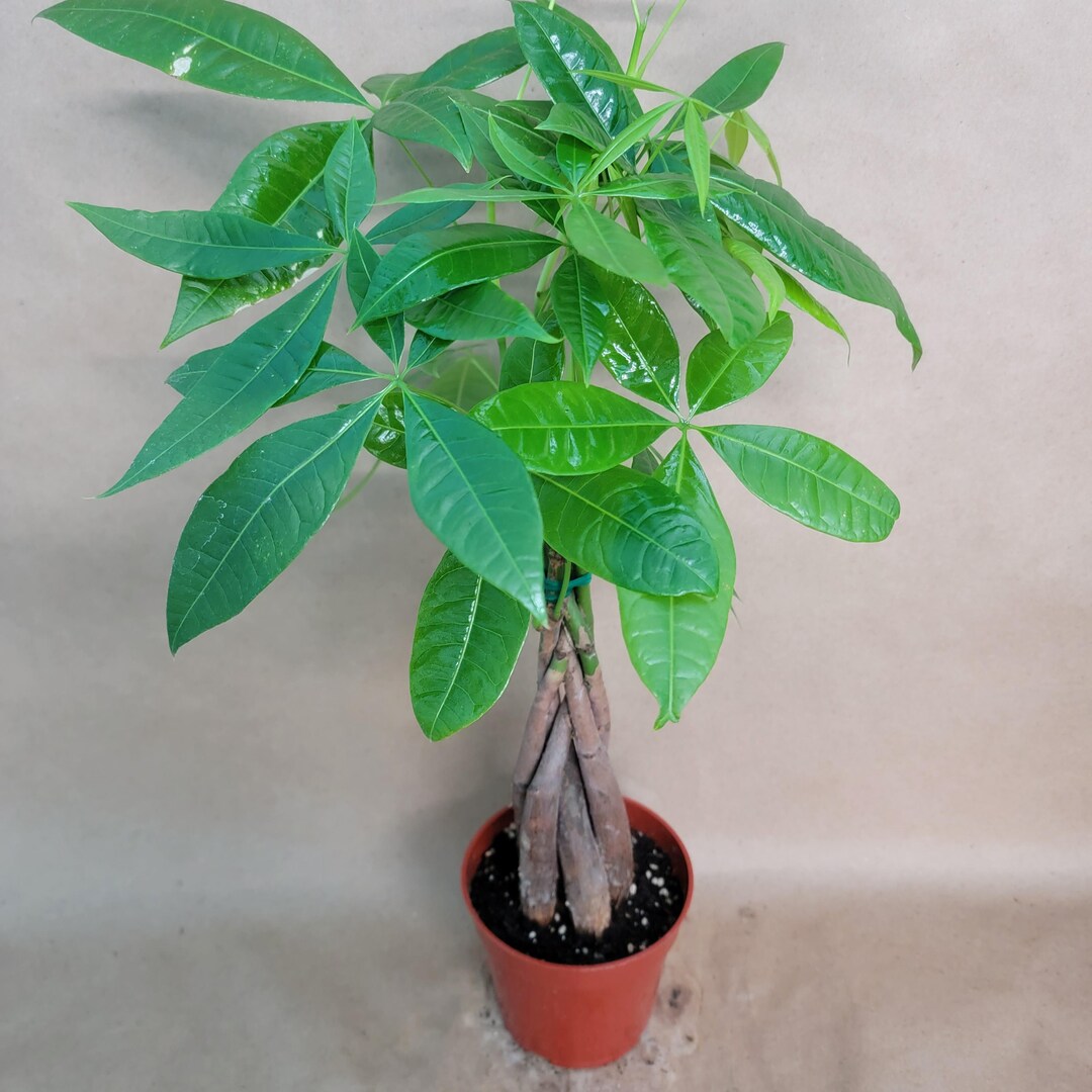 Braided Money Tree Plant: Live Pachira Aquatica, Feng Shui Luck - Etsy