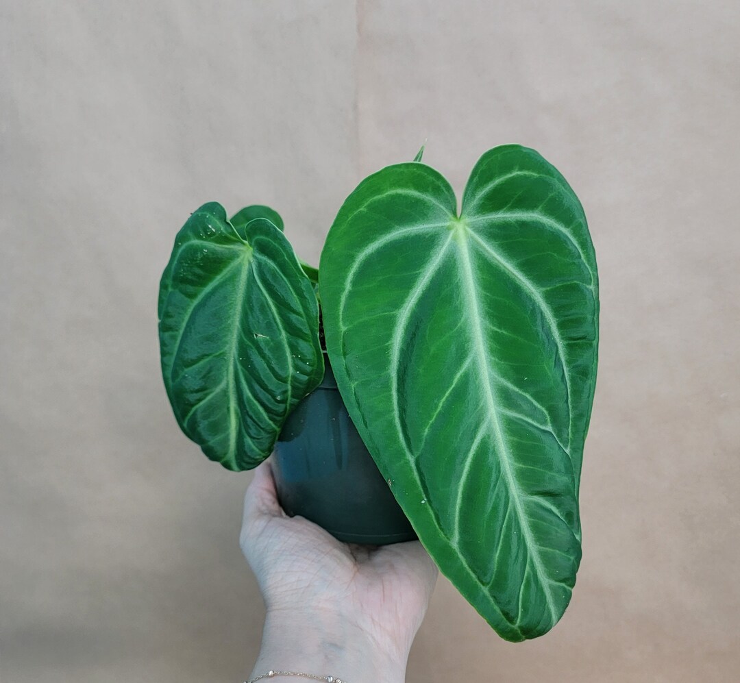 Anthurium Villenaorum – Rare Wild Aroid, Live Tropical Houseplant in 6 ...