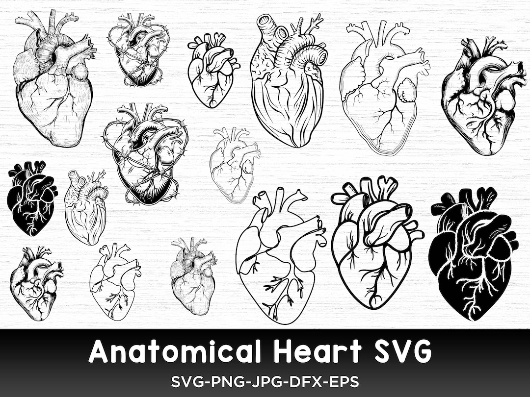 Anatomical Heart Svg File, Heart Svg Bundle, Human Heart Png ...