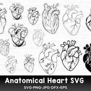 Anatomical Heart Svg File, Heart Svg Bundle, Human Heart Png ...