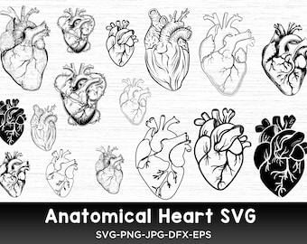 Anatomical Heart Svg File, Heart Svg Bundle, Human Heart Png ...