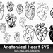 Anatomical Heart Svg File, Heart Svg Bundle, Human Heart Png ...