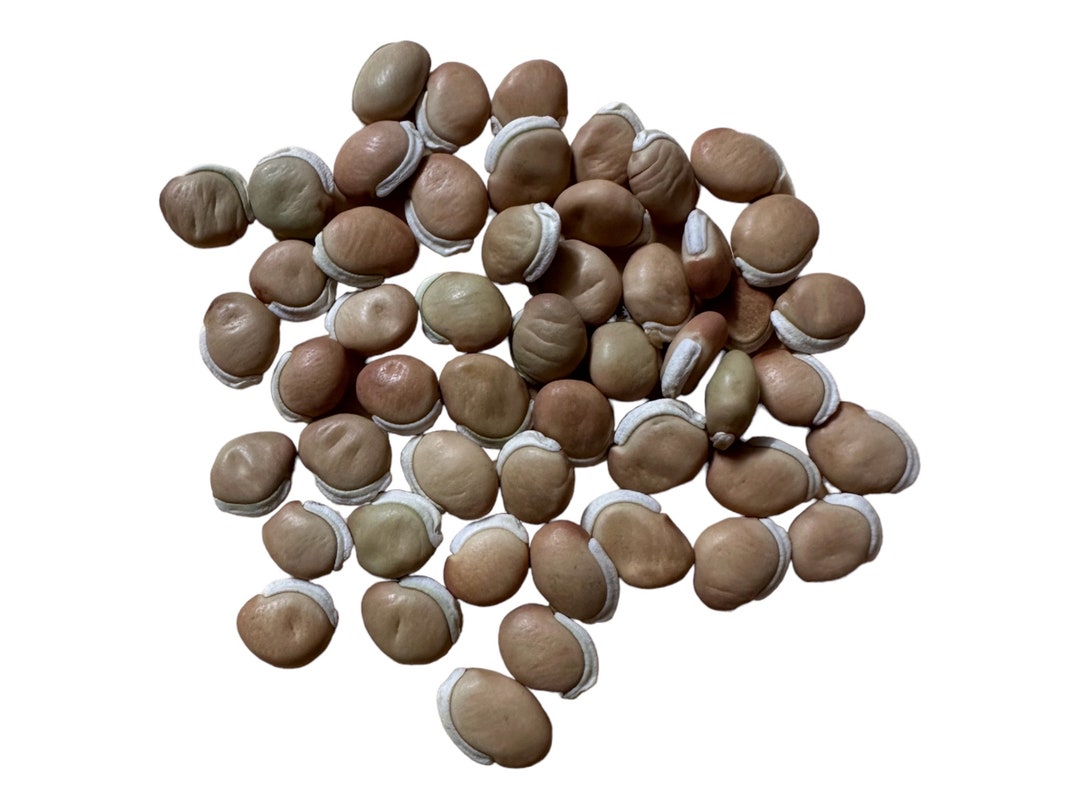 20 Grams Khato Sim Seeds / Country Bean / Kerala Sim - Etsy