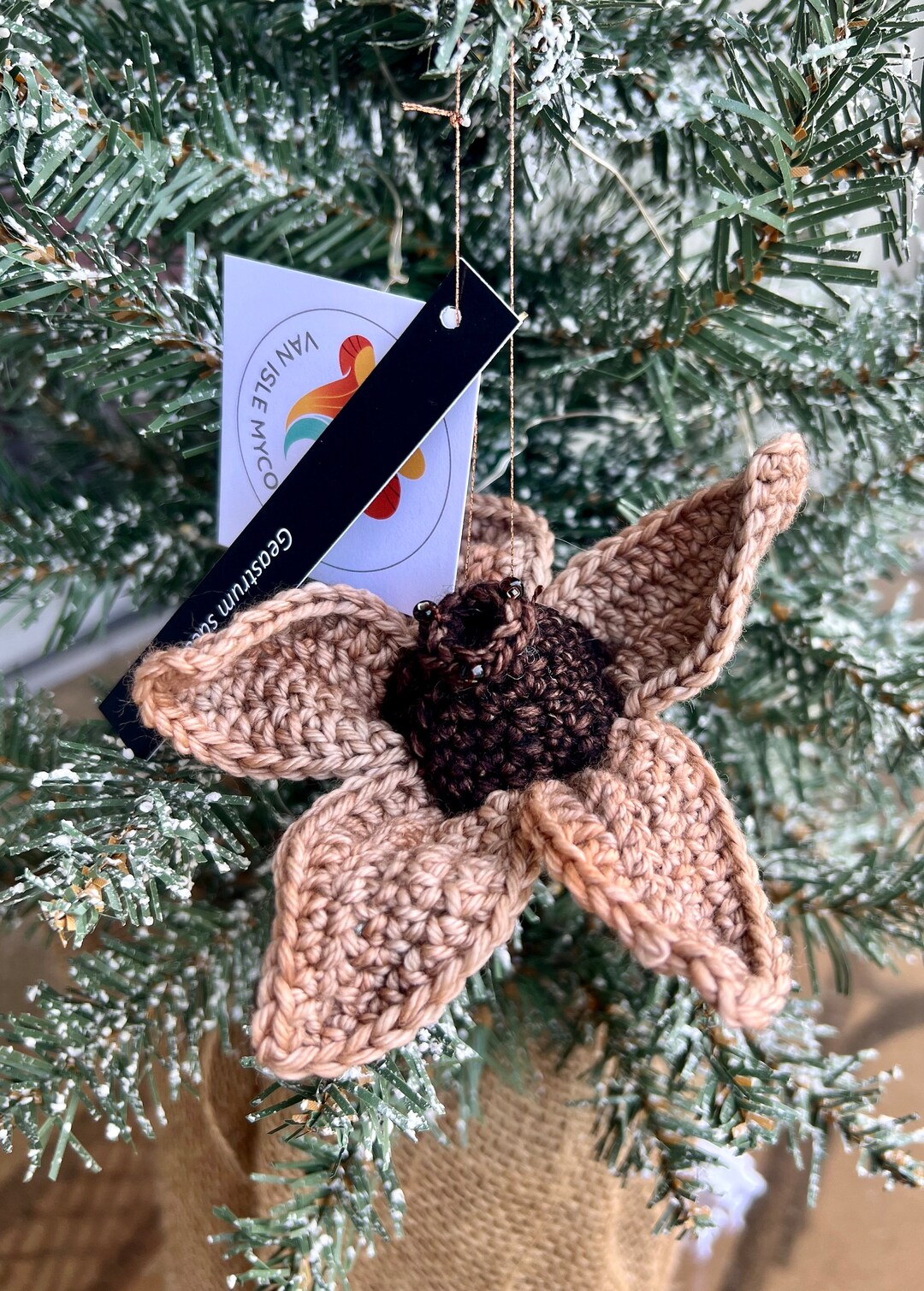 Geastrum Saccatum Rounded Earthstar - Etsy