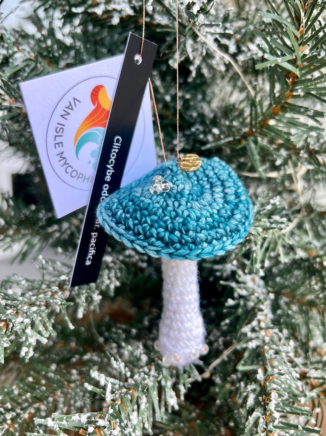 Clitocybe Odora-pacifica- Aniseed Funnel - Etsy