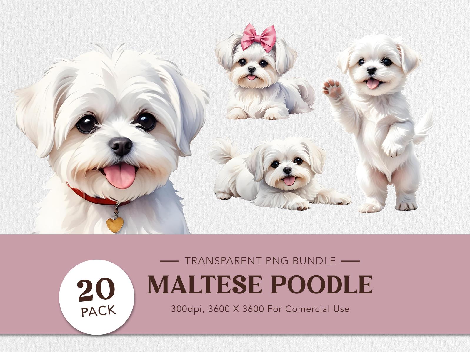 Modern Maltese Cute Dog Watercolor Clipart PNG Bundle for Dog Mom Gift ...