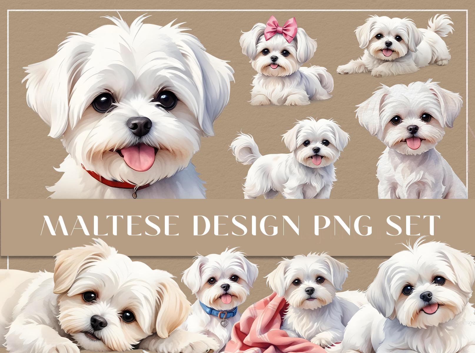Cute Modern Maltese Watercolor Clipart PNG Maltese Dog PNG Dogs Puppies ...