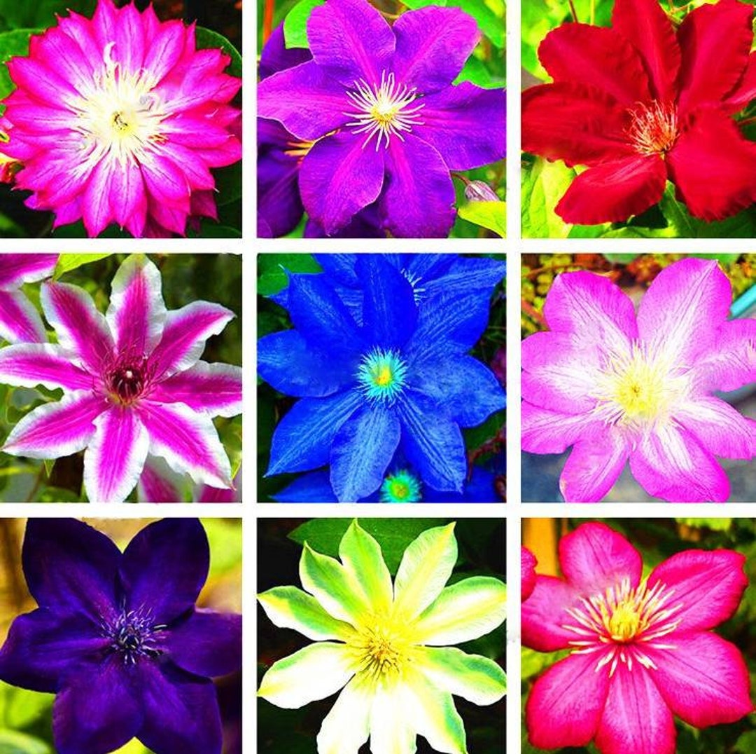 103 Pcs Mixed Clematis Flower Seeds Set - Etsy