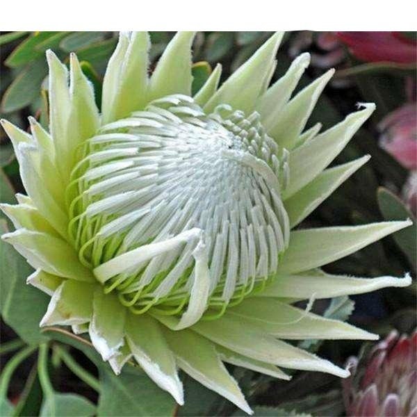 Protea 50pcs Fresh Variety Complete Seeds - Etsy