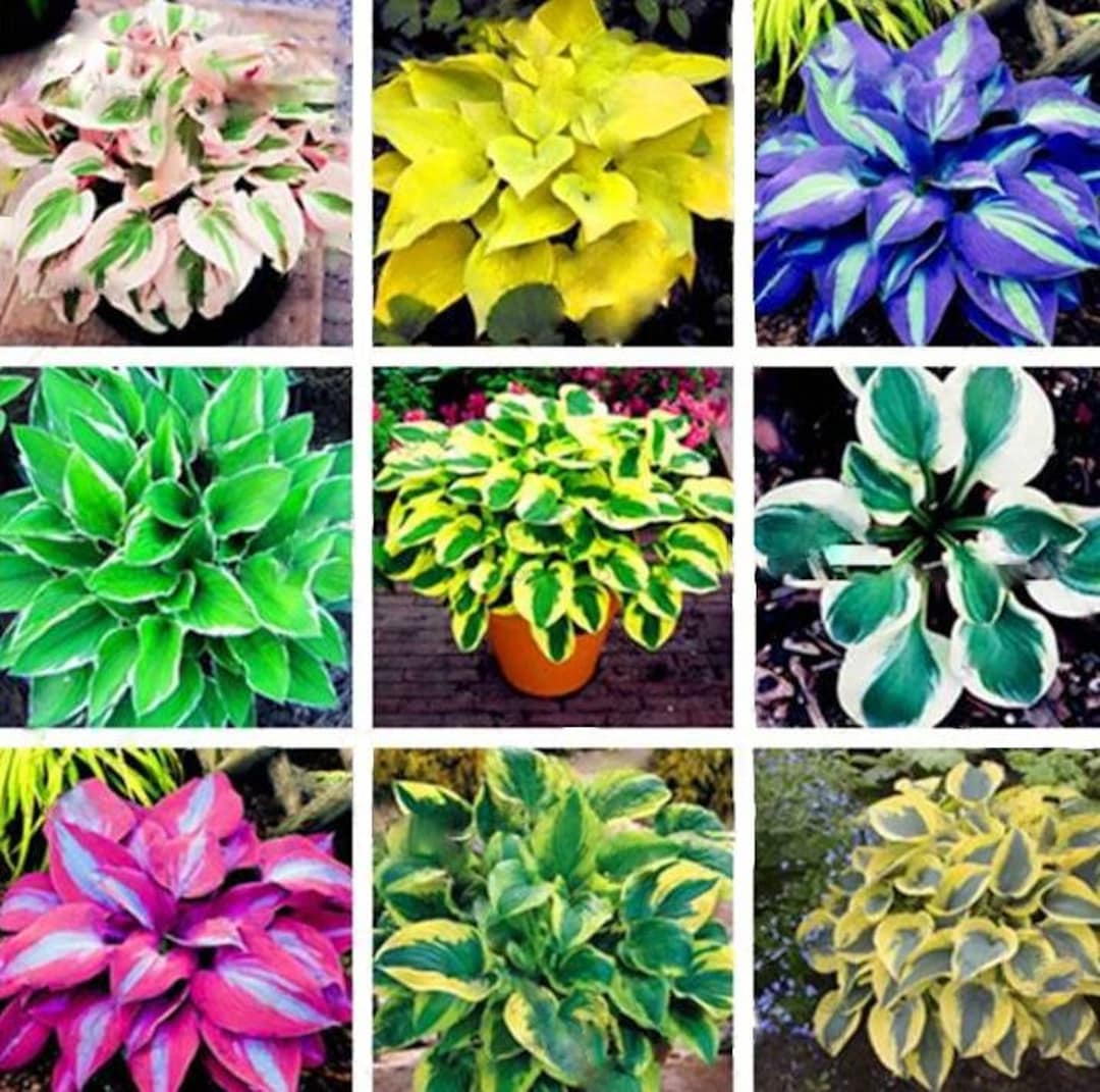 200pcs Mixed Colorful Hosta Flower Seeds - Etsy