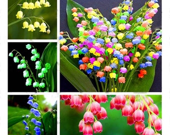 LILY OF the VALLEY Seeds - Etsy