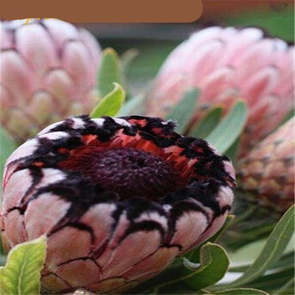 Protea 50pcs Fresh Variety Complete Seeds - Etsy