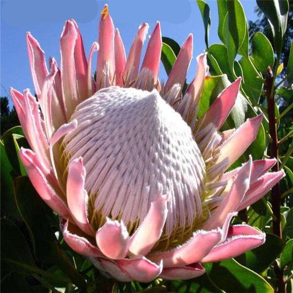Protea 50pcs Fresh Variety Complete Seeds - Etsy