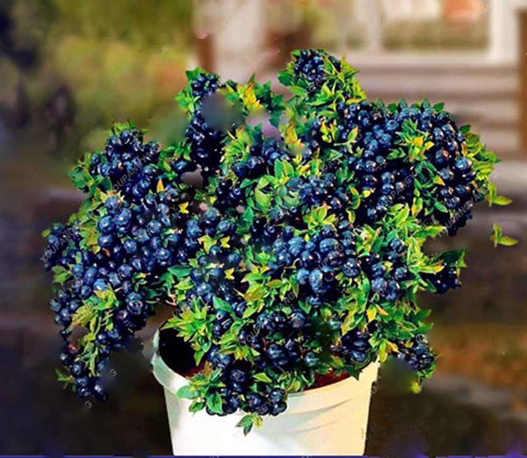 50pcs Organic Blueberry Fruit Seeds Pack - Etsy