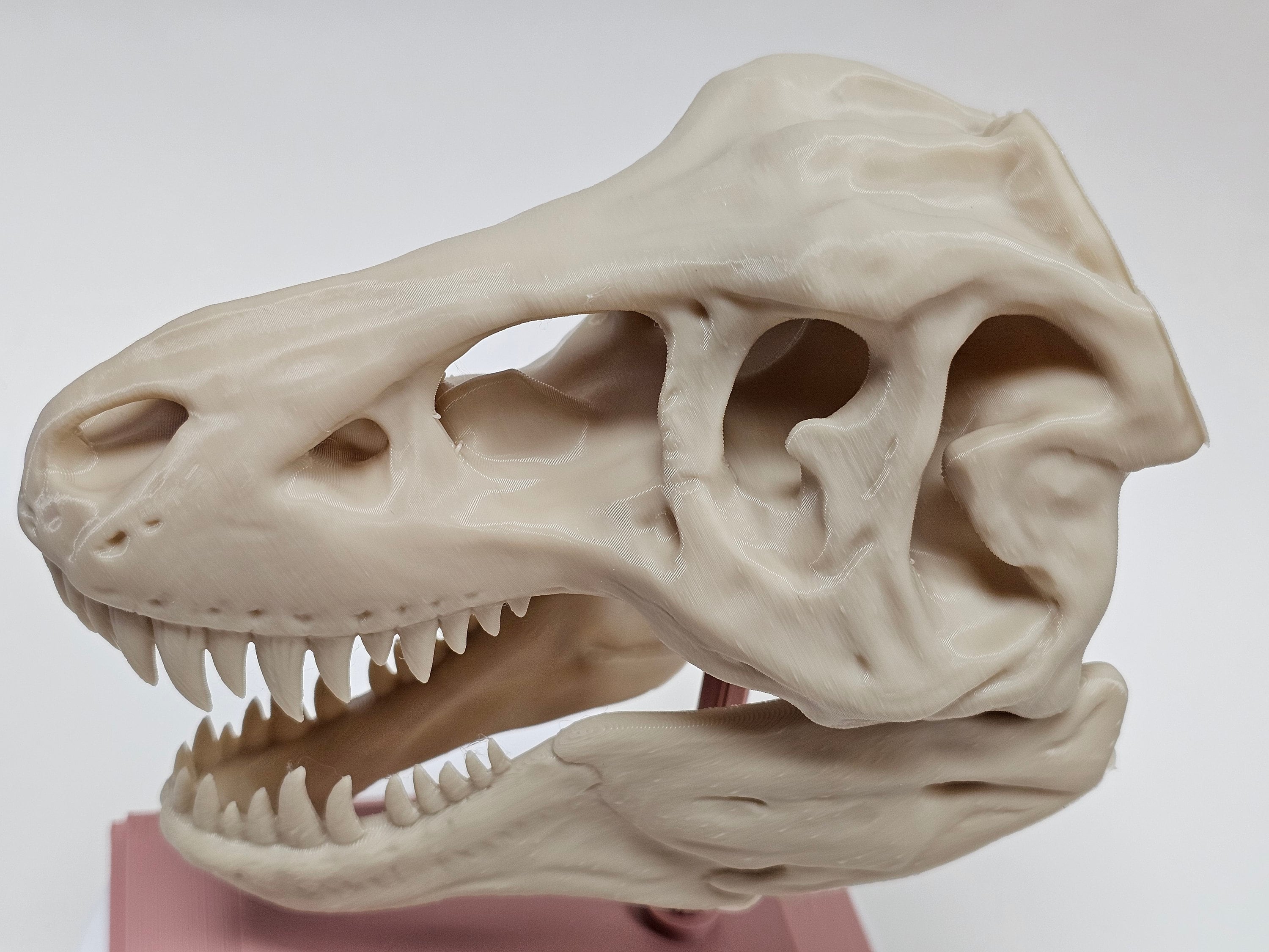 T-rex Model and Stand 3D Printed Tyrannosaurus Rex Dinosaur Skull With ...