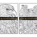 40 Eagles Coloring Book Eagles Coloring Image for Adult Coloring Pages ...
