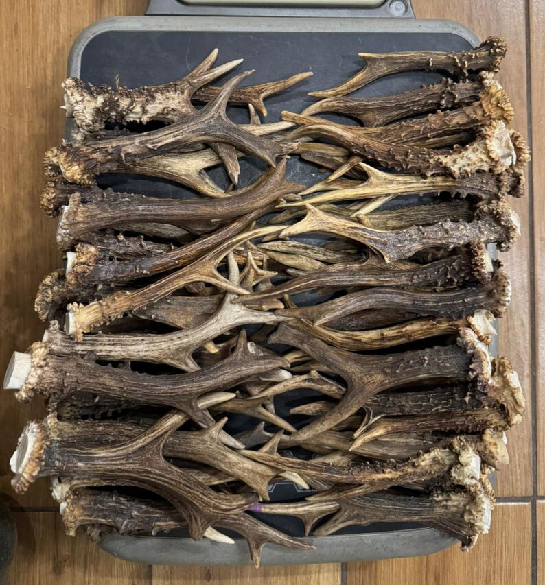 Natural Roe Deer Antlers 1kg 8-20cm/ 2.2lb 3.1-7.8inch - Etsy