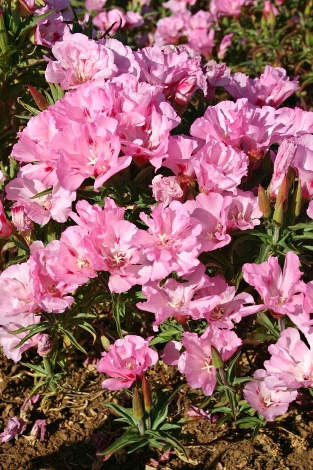 Pink Godetia 200 Seeds. Ships Free - Etsy