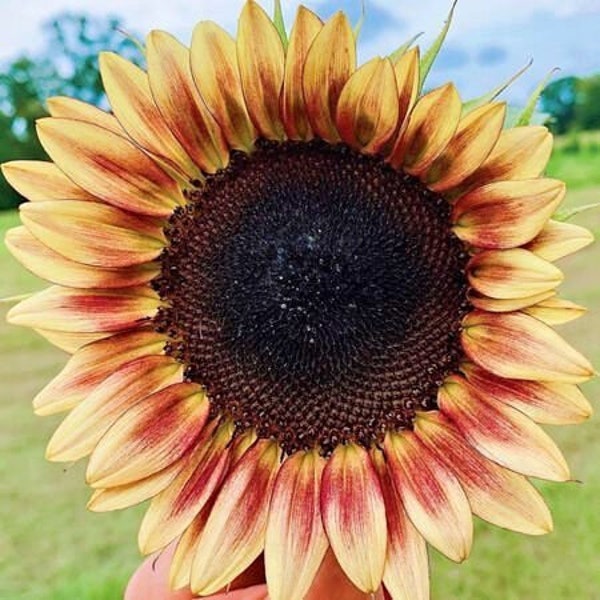 Rare Sunflower Seeds - Etsy