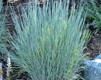 Little Bluestem 'prairie Blues' Native Ornamental Grass Live Starter ...