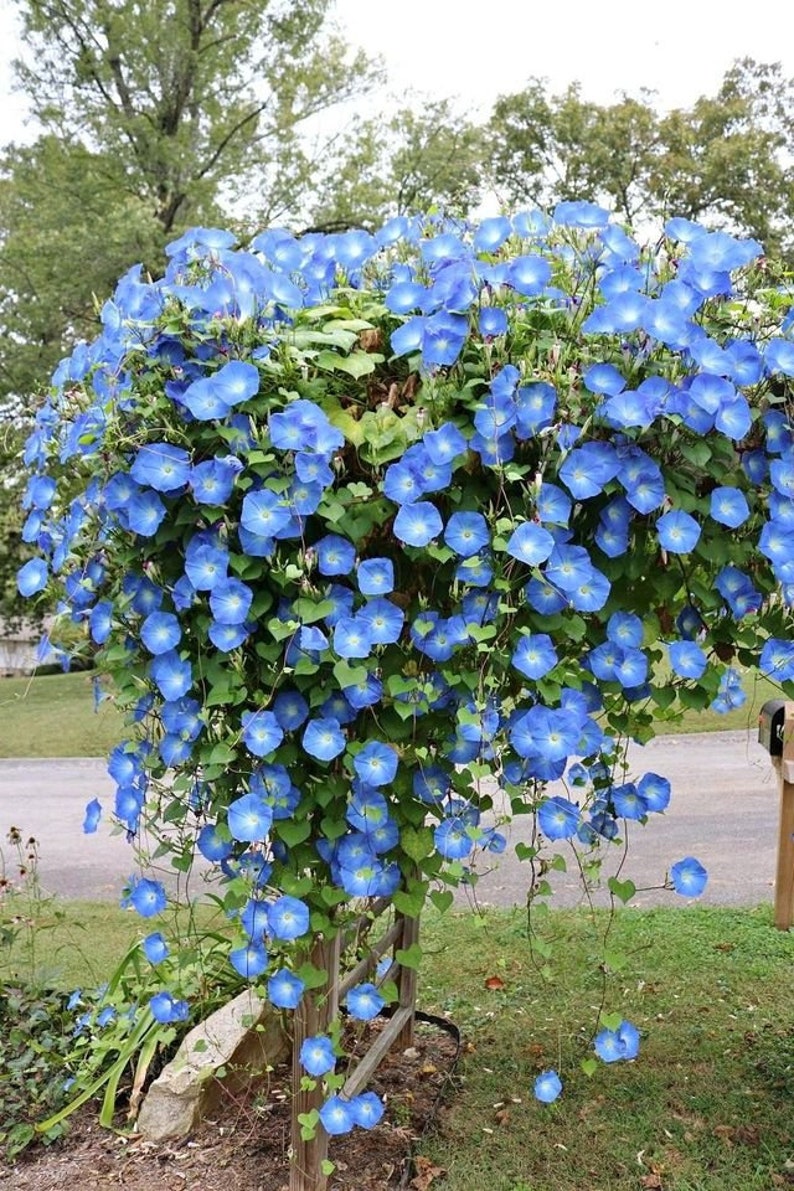 50 Heavenly Blue Morning Glory Seeds. Ships Free - Etsy