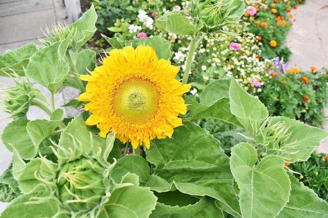 20 Double Sun Sunflower Seeds. Ships Free - Etsy